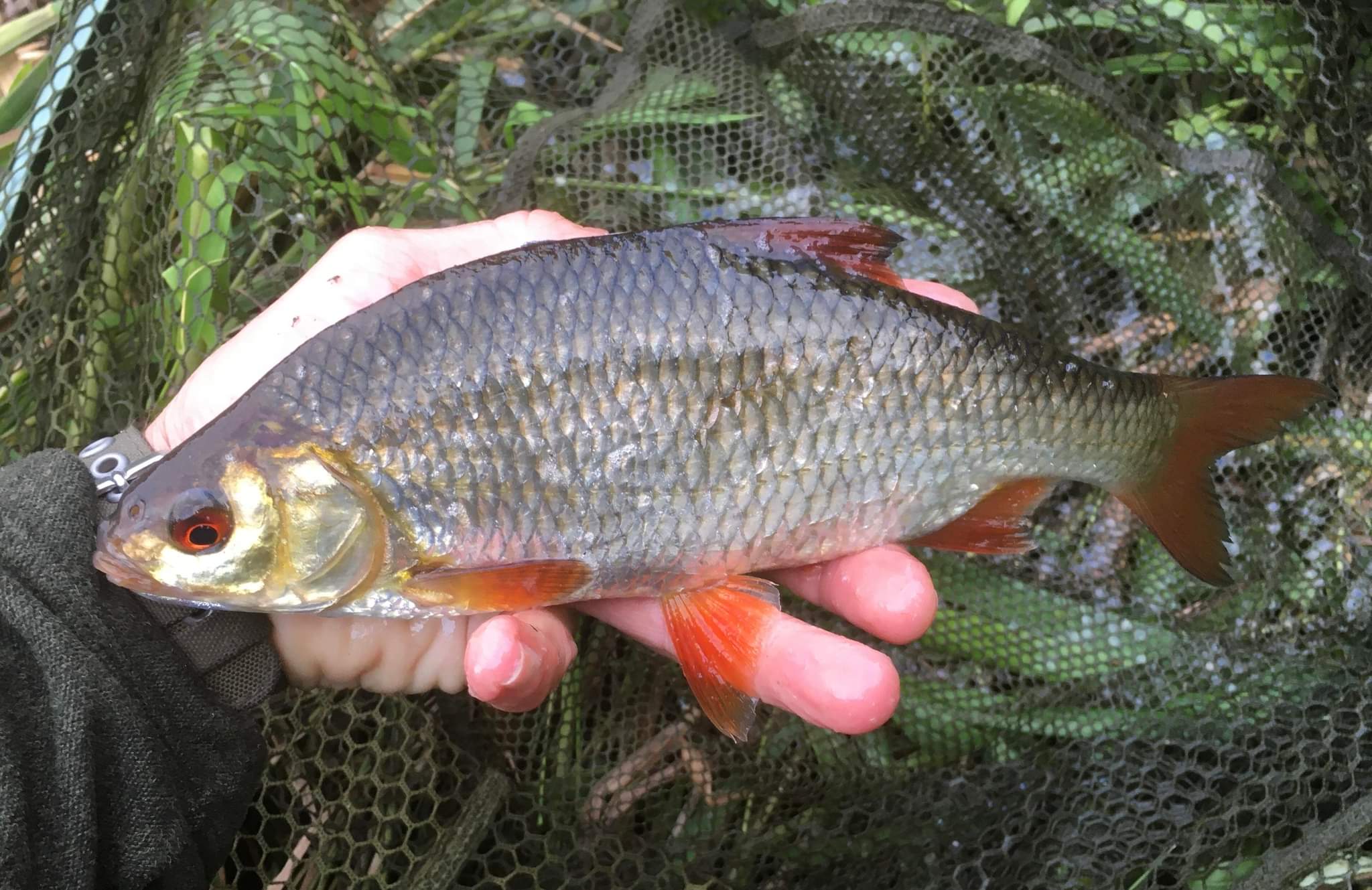 Fishery Recovery Plan - Wensum Catchment Partnership